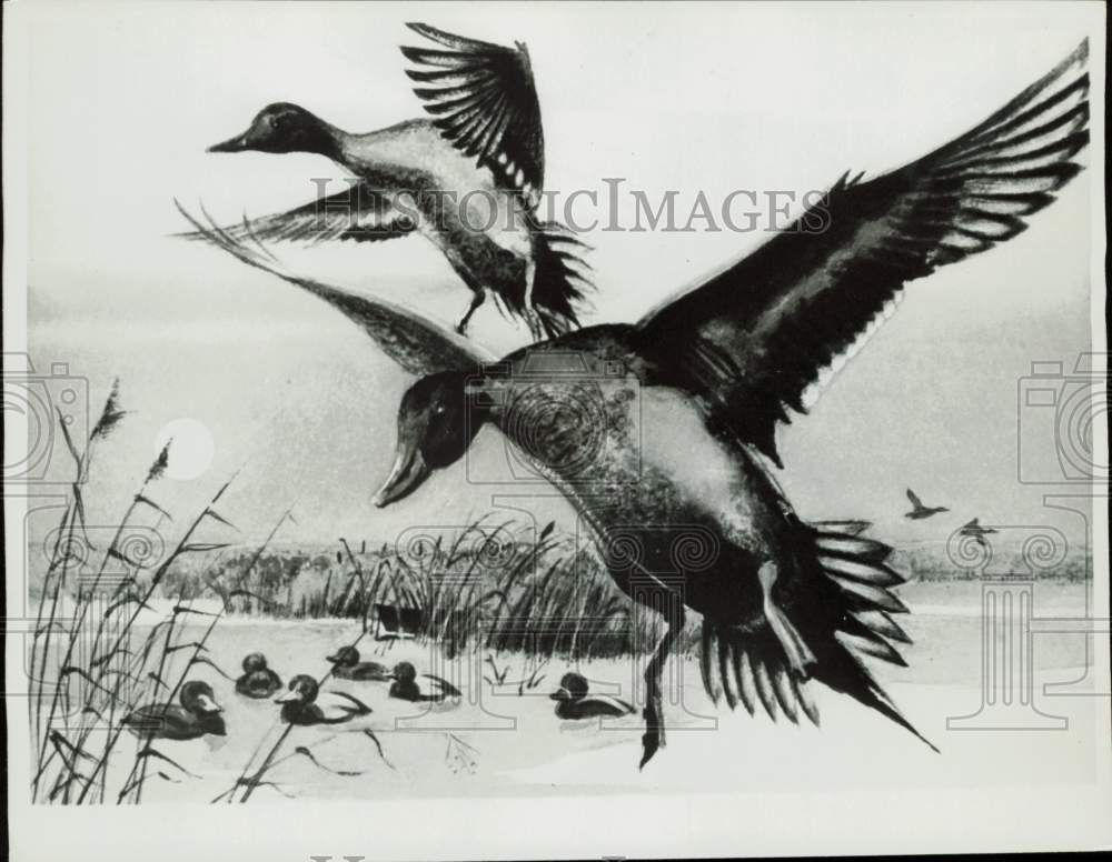 Waterfowl Landing Drawing